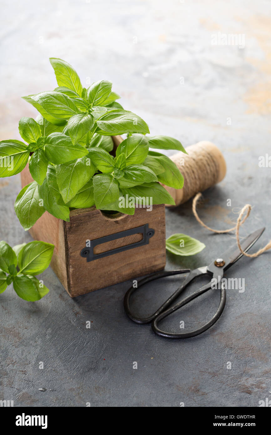 Vegetable growing box hi-res stock photography and images - Alamy