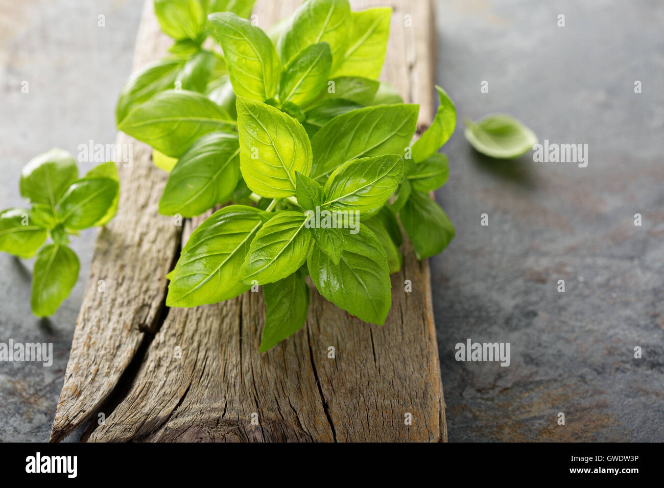 Fresh green basil leaves Stock Photo - Alamy