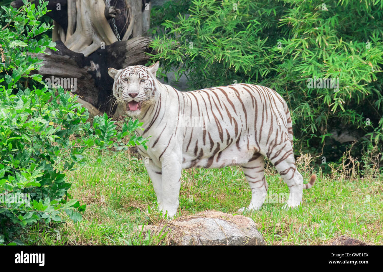 Tiger behavior hi-res stock photography and images - Alamy