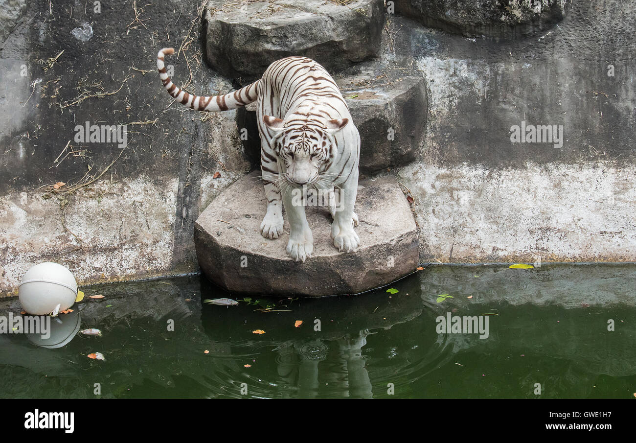 Tiger behavior and habits like the one lone alone except in mating ...