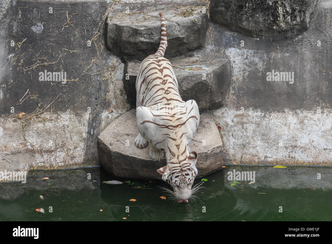 Tiger behavior and habits like the one lone alone except in mating ...