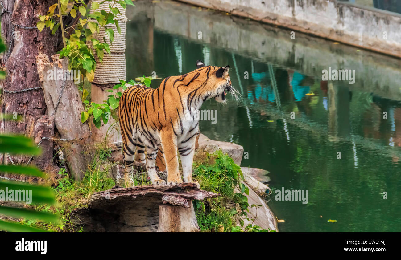Tiger species are common in Asia. From Asia to the Middle East The ...