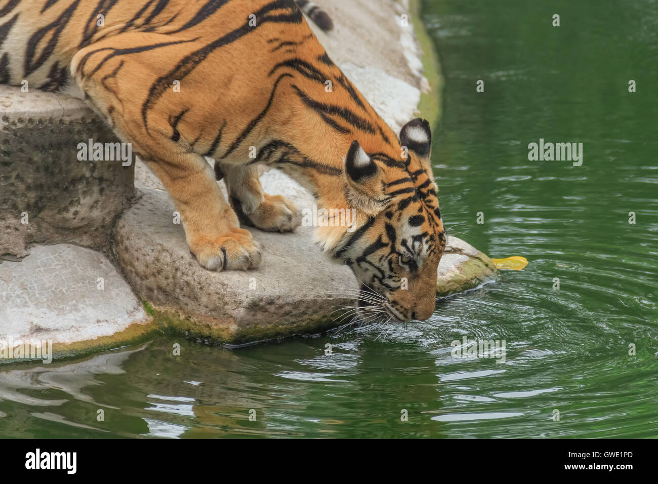 Tiger species are common in Asia. From Asia to the Middle East The ...