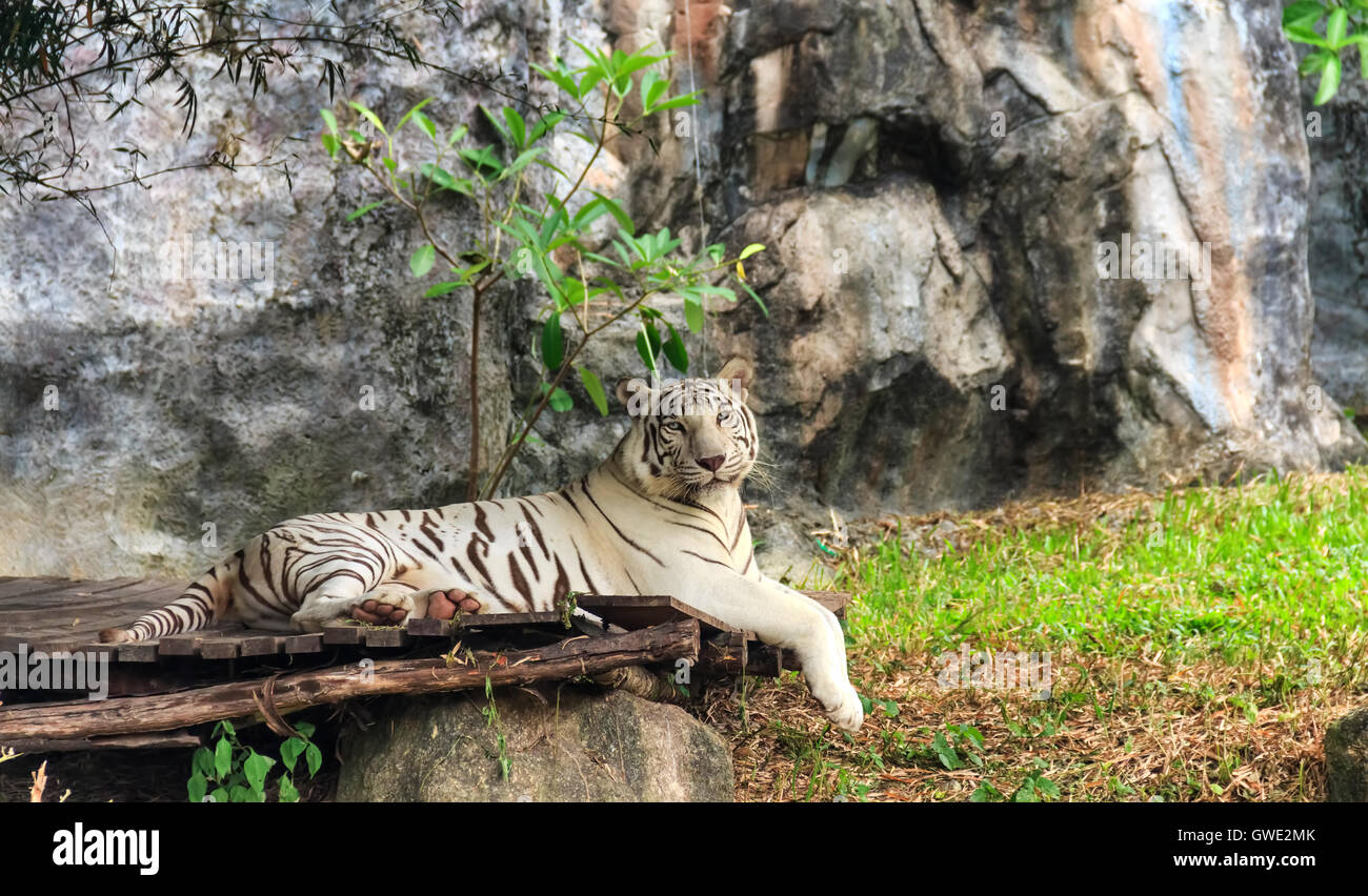 White tiger stripes on selected focus Stock Photo - Alamy