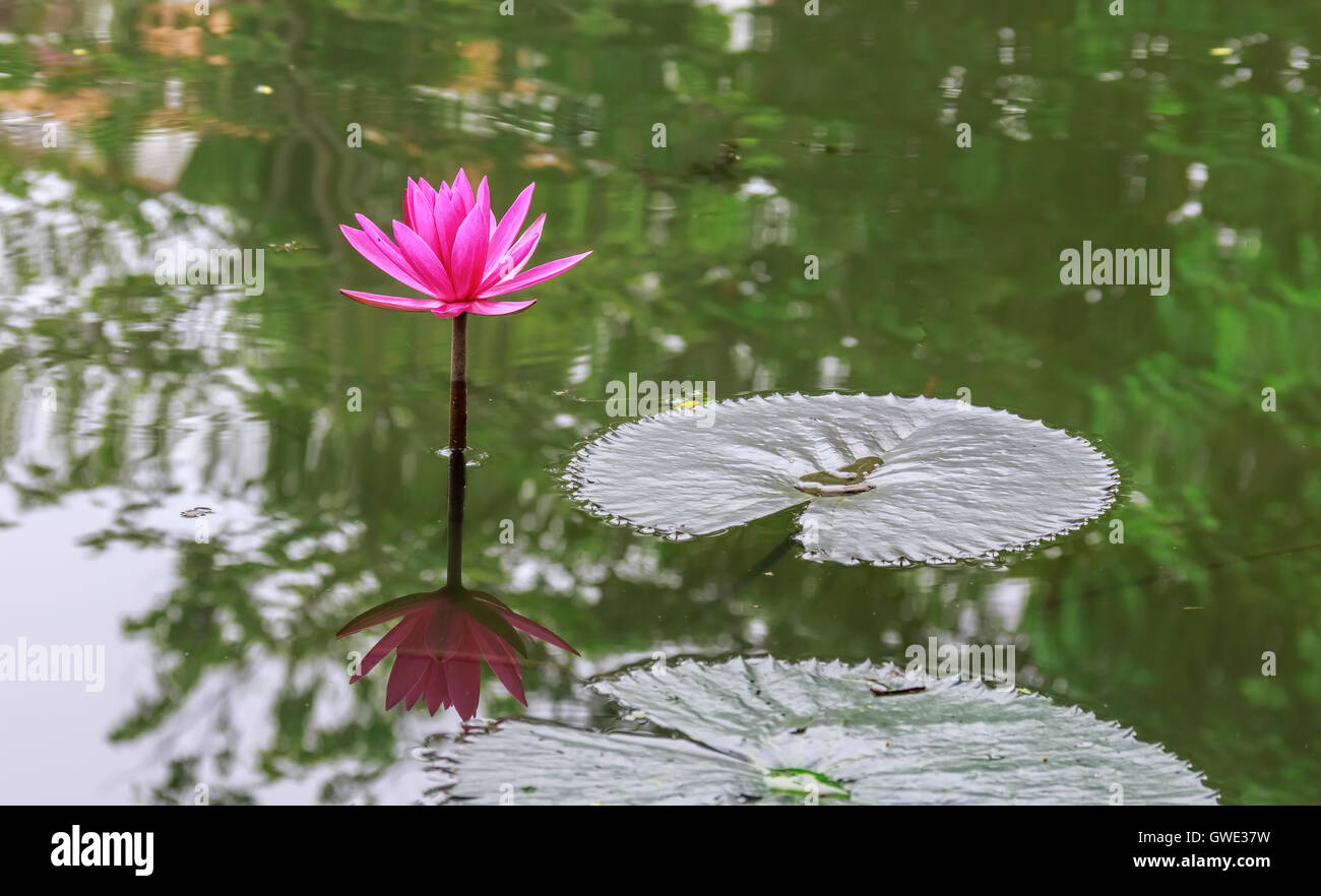 Pink lotus water reflection focus area. Pink lotus Is a family of ...