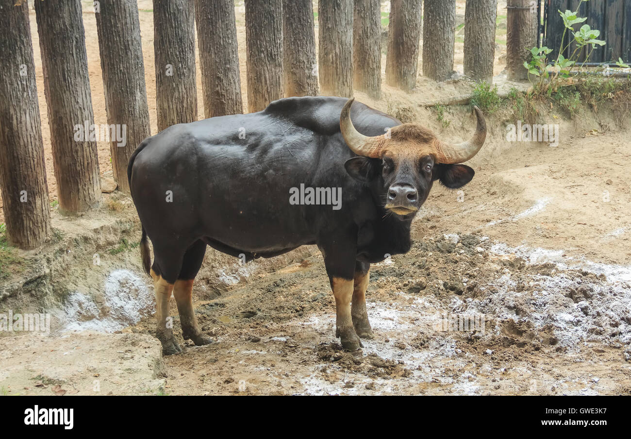 Black cow animal hi-res stock photography and images - Alamy