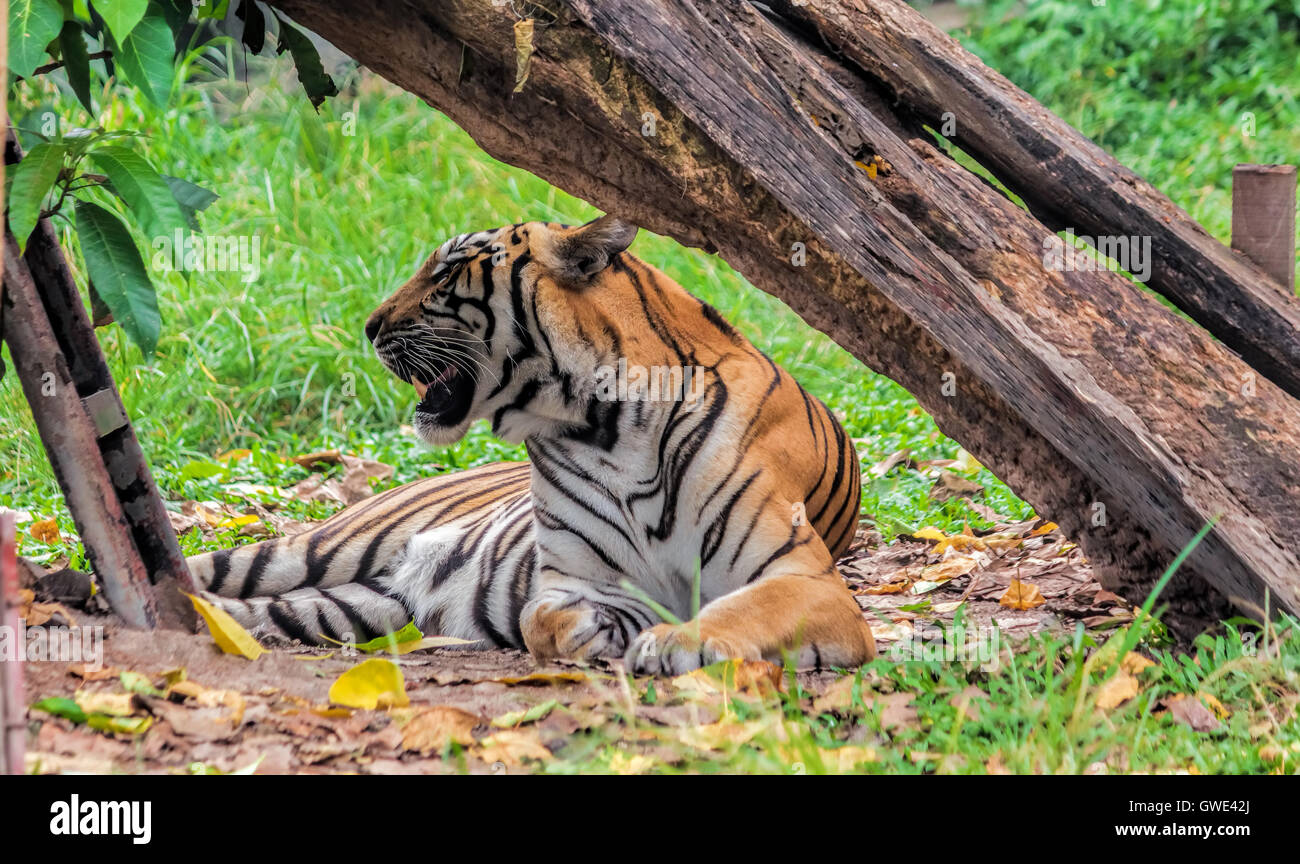 Stripes tiger hi-res stock photography and images - Alamy