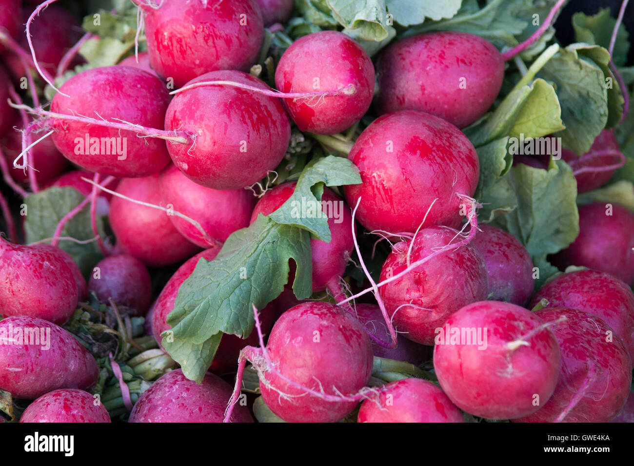 Farmers radish hi-res stock photography and images - Alamy