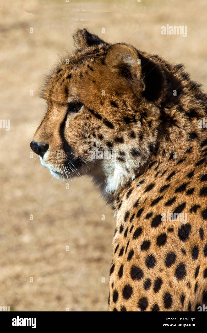 Cheetah head and shoulders Stock Photo - Alamy