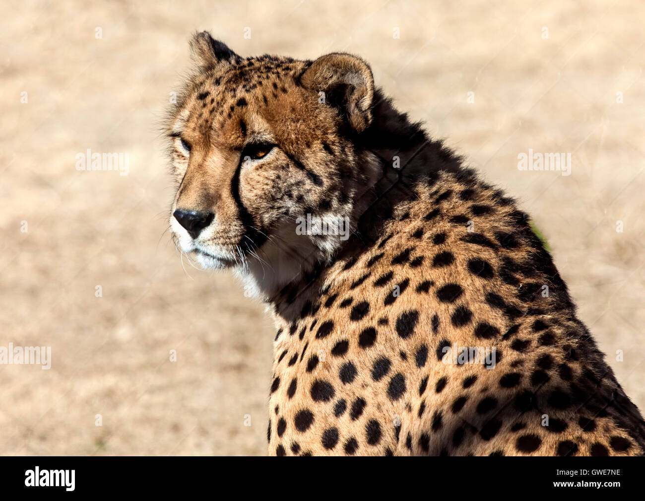 Cheetah head and shoulders Stock Photo - Alamy