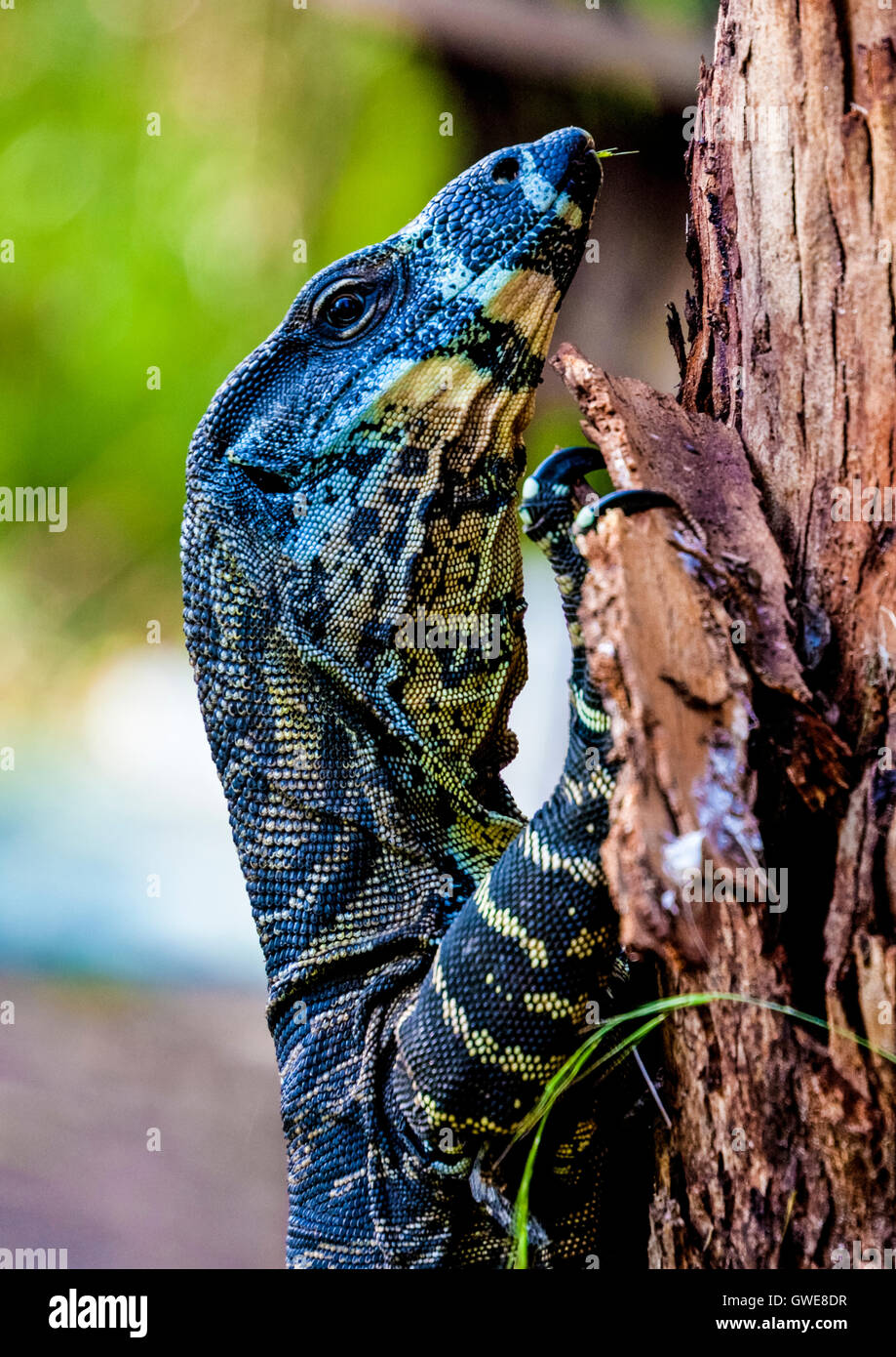 Goanna climbing tree Stock Photo - Alamy