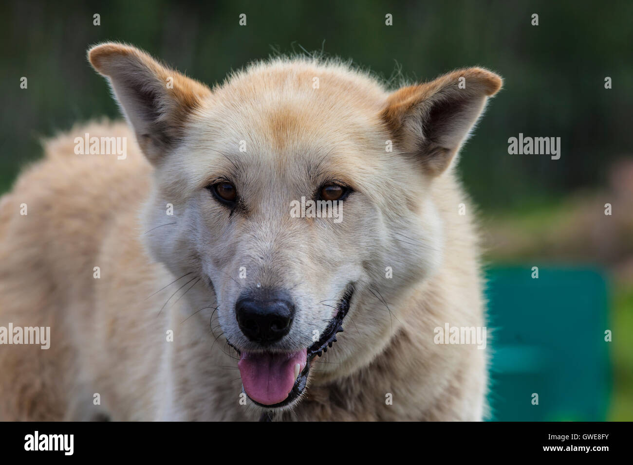 Eager dogs hi-res stock photography and images - Alamy