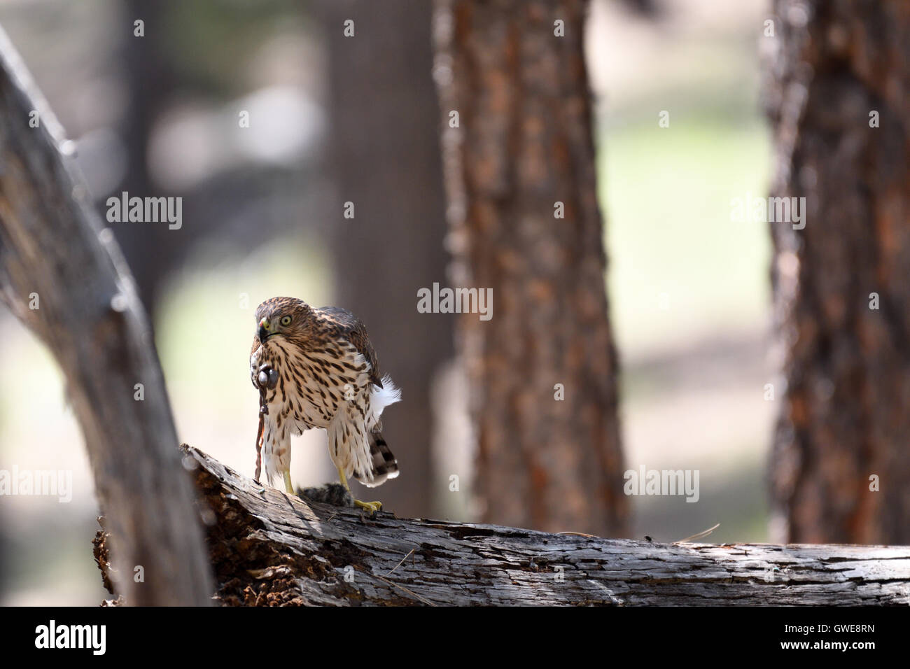 Cooper's hawk (Accipiter cooperii) eviscerating caught rodent Stock ...
