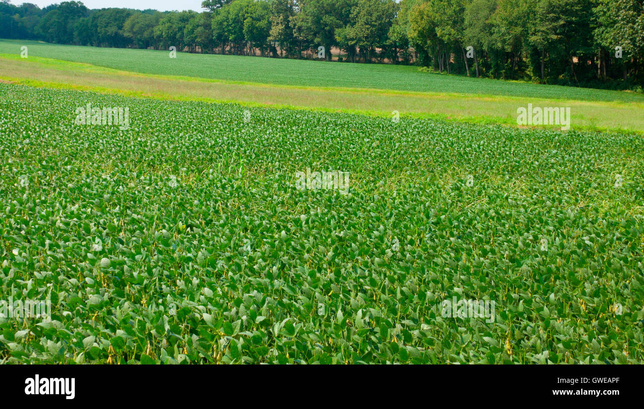 Harvest of peas growing on the farmland Stock Photo - Alamy