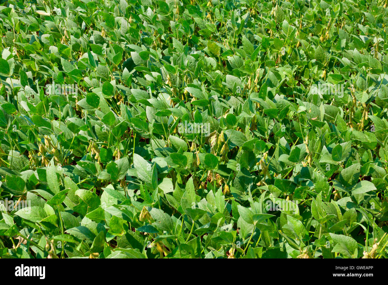 Harvest of peas growing on the farmland Stock Photo - Alamy