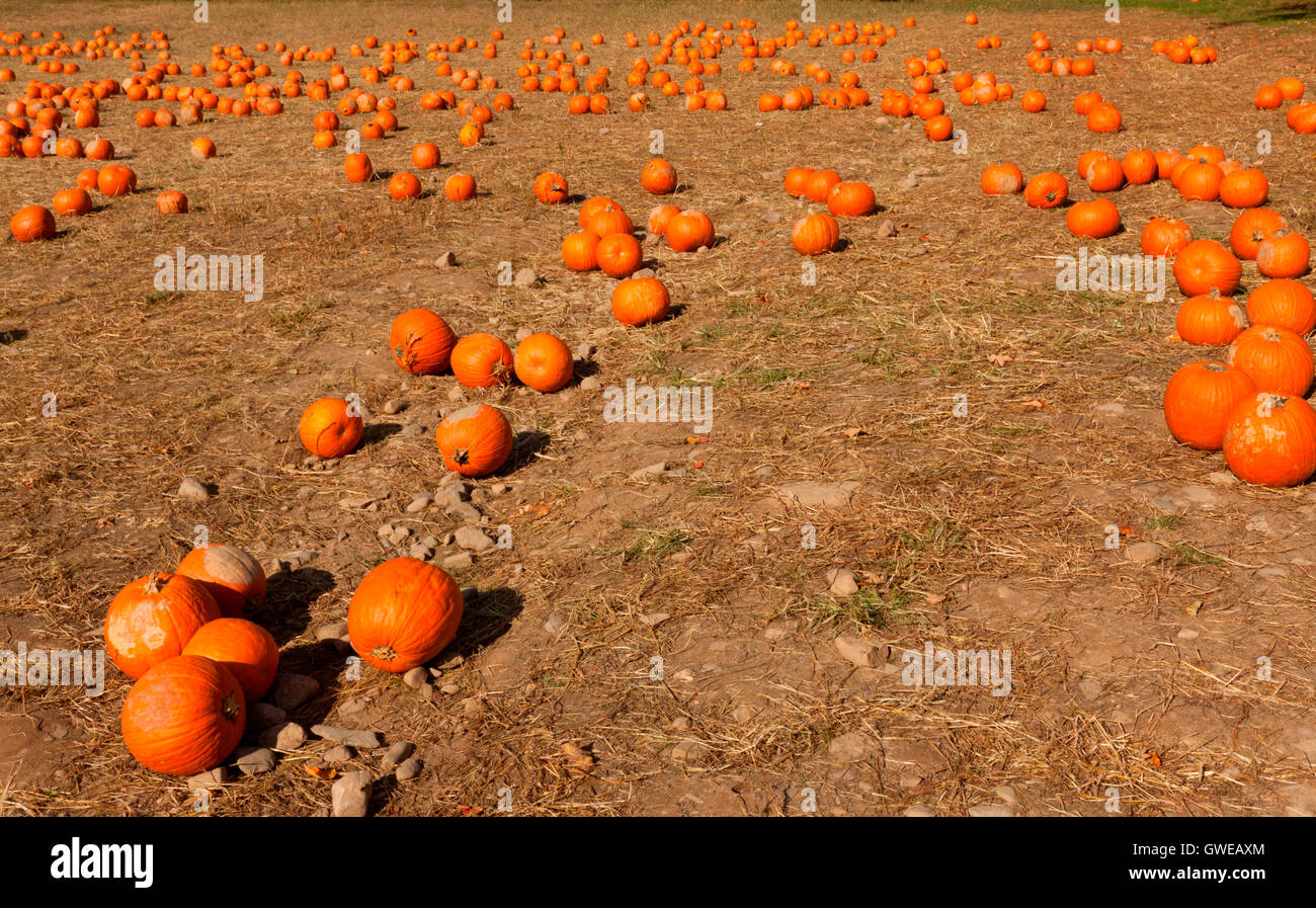 Pumpkin patch at the farm for pumpkin picking Stock Photo - Alamy