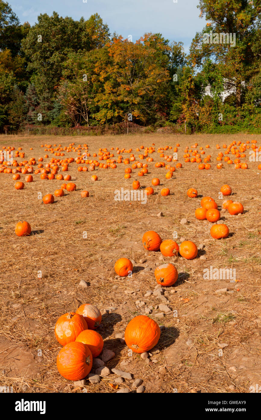 Pumpkin patch at the farm for pumpkin picking Stock Photo - Alamy