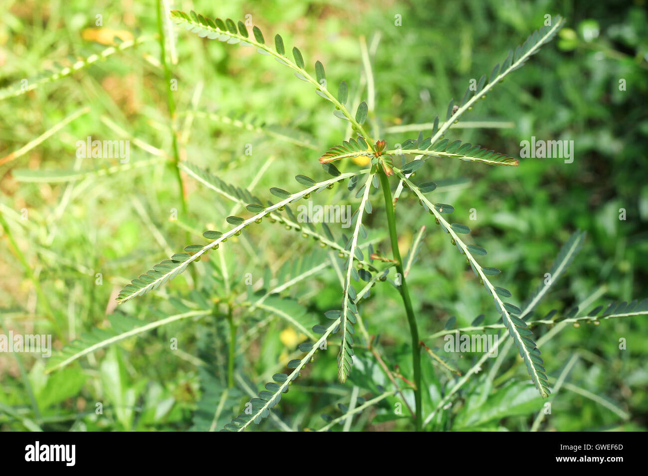 Phyllanthus niruri herb plant Stock Photo - Alamy