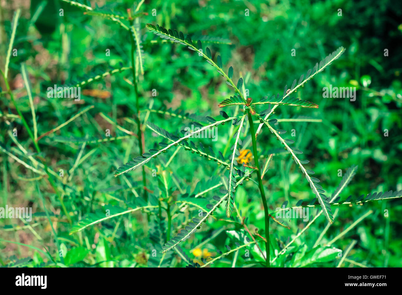 Phyllanthus niruri herb plant Stock Photo - Alamy
