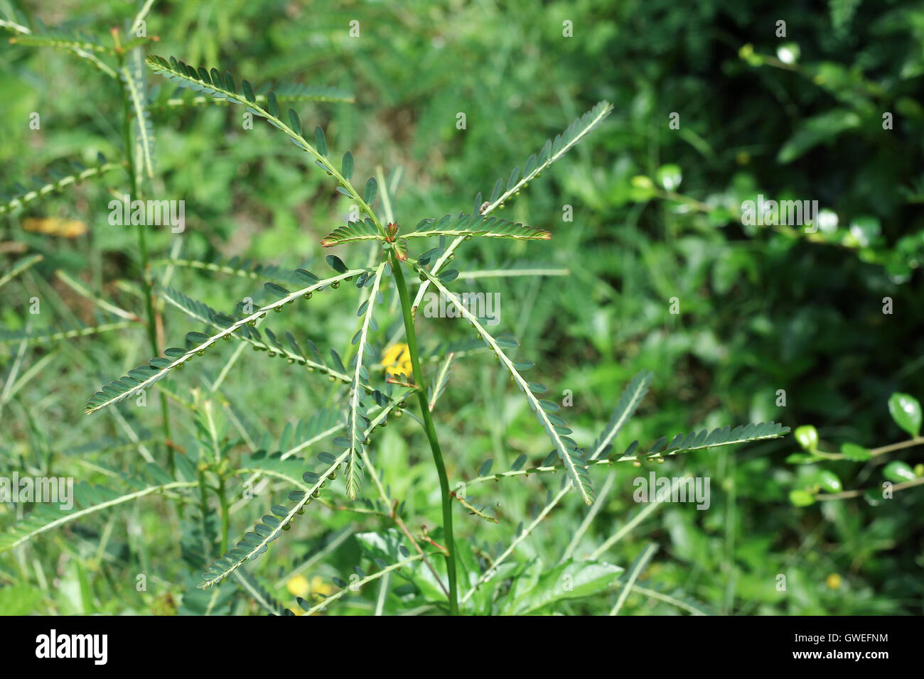 Phyllanthus niruri herb plant Stock Photo - Alamy