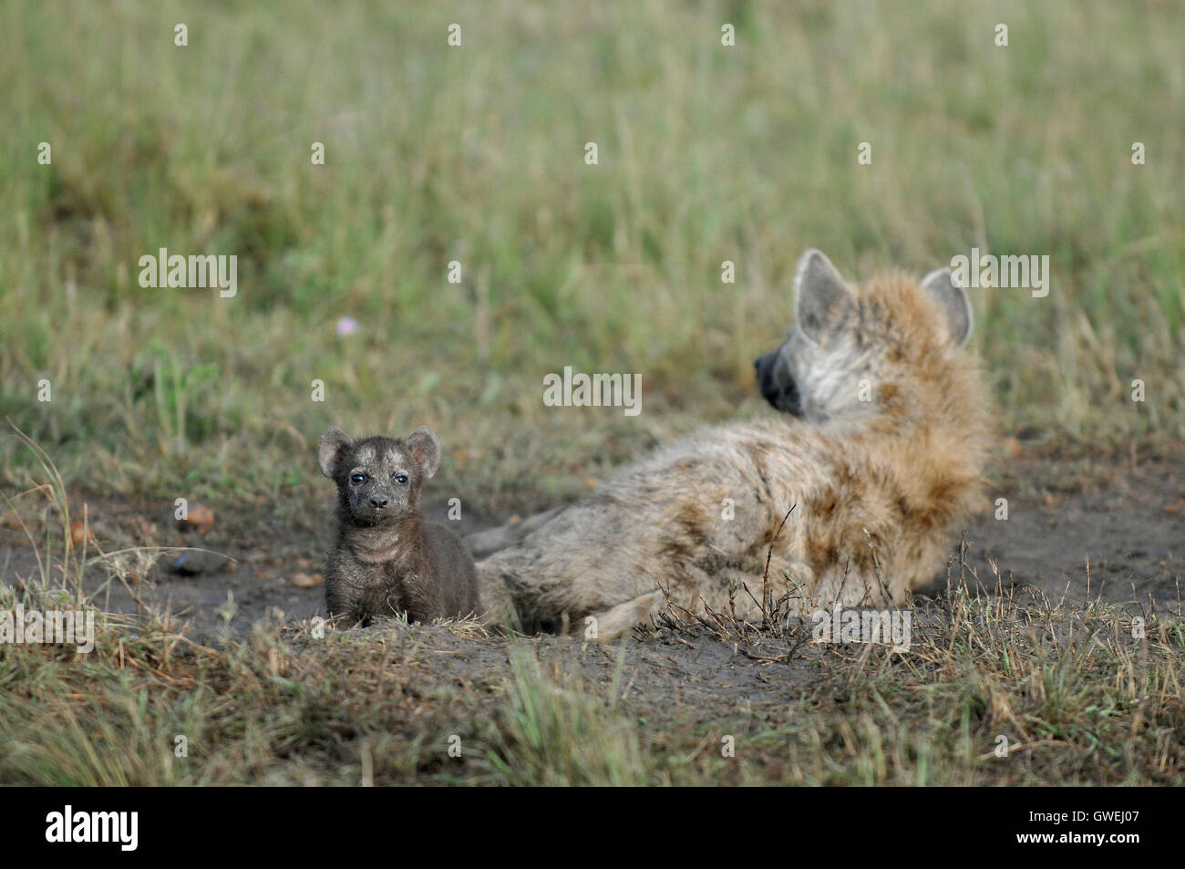 Hyena mother and baby hyena in the wild. Maasai Mara, Kenya. Africa ...