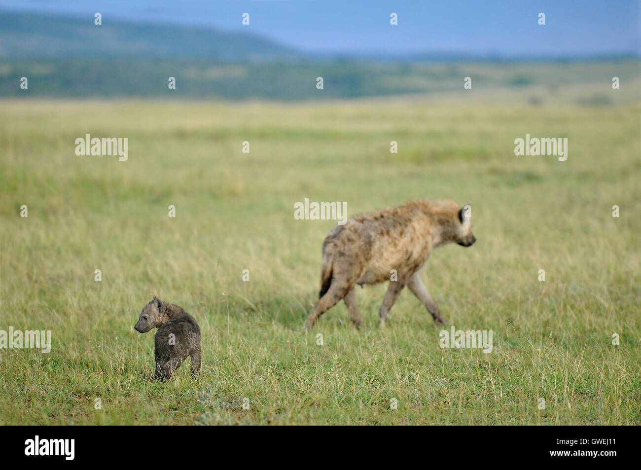 Mother hyena and baby in the Savannah, Kenya. Africa Stock Photo - Alamy