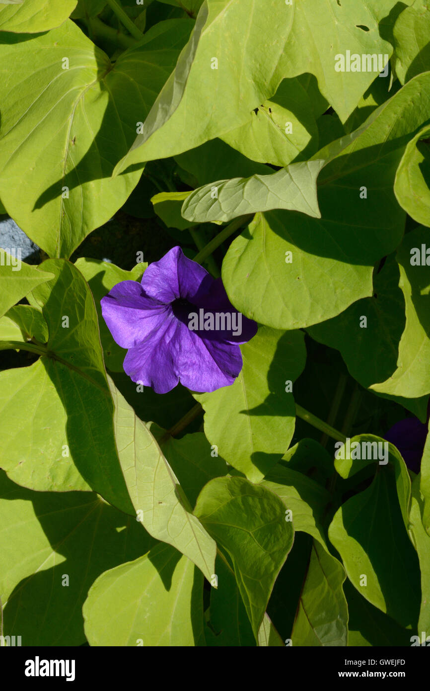 One petunia hi-res stock photography and images - Alamy