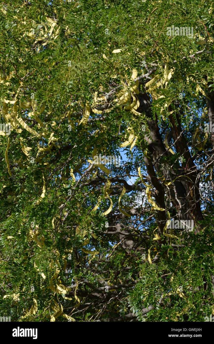 Honey Locust tree foliage with young seed pods Stock Photo - Alamy