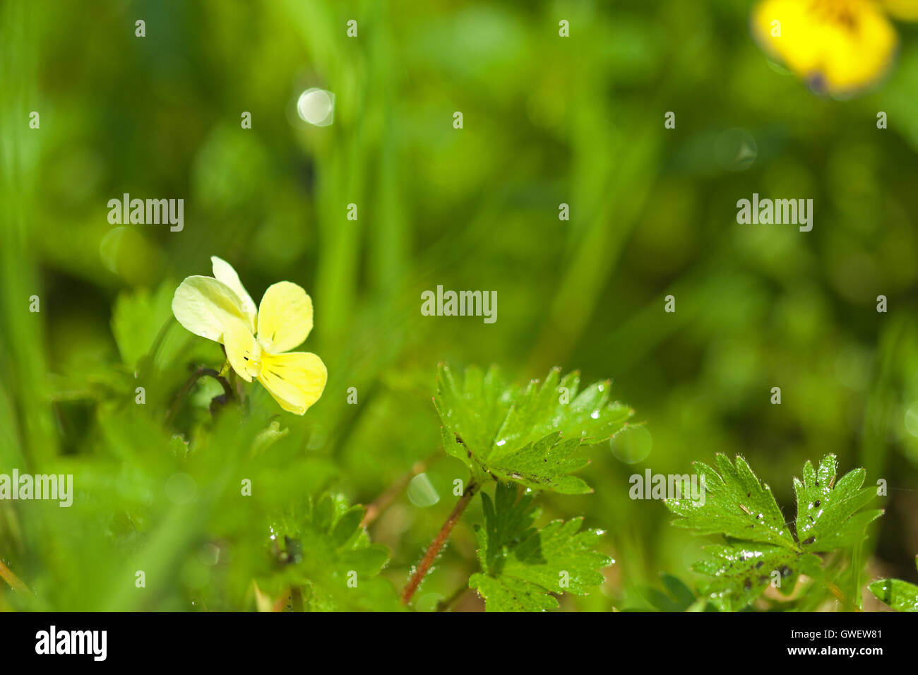 Botanic gardening plant nature image: yellow pansy (viola tricolor ...