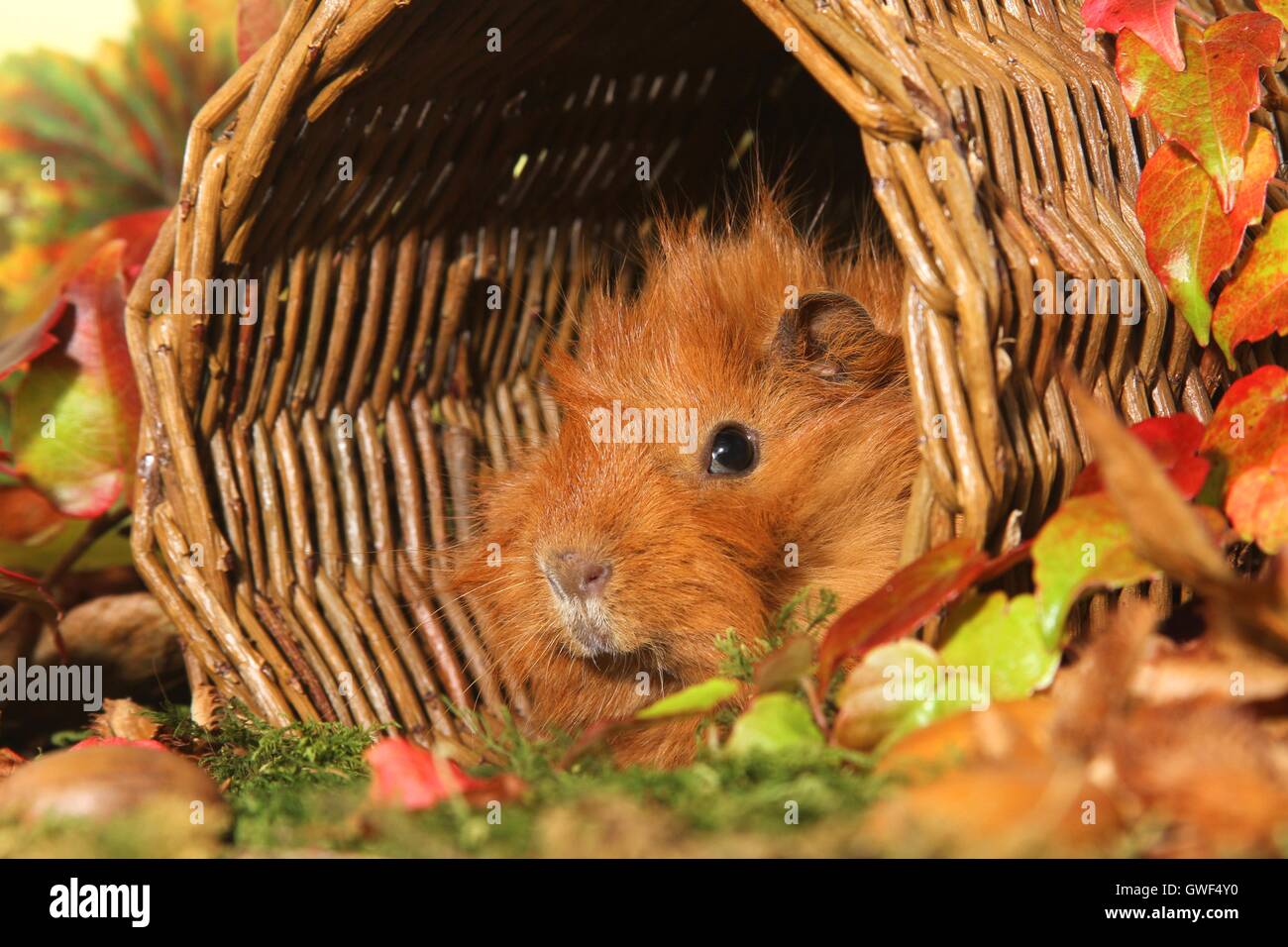 Angora guinea pigs hi-res stock photography and images - Alamy