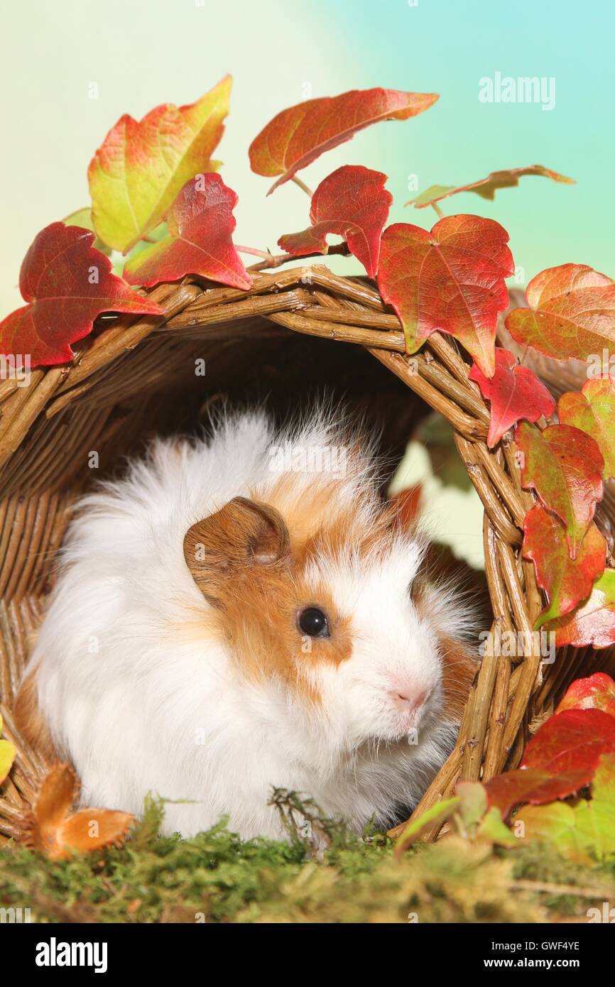 young angora guinea pig Stock Photo - Alamy