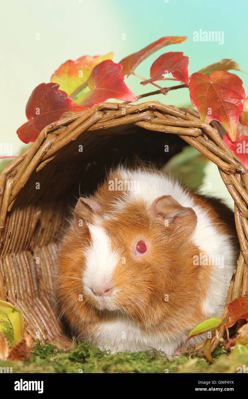 Red eyed guinea pig hi-res stock photography and images - Alamy