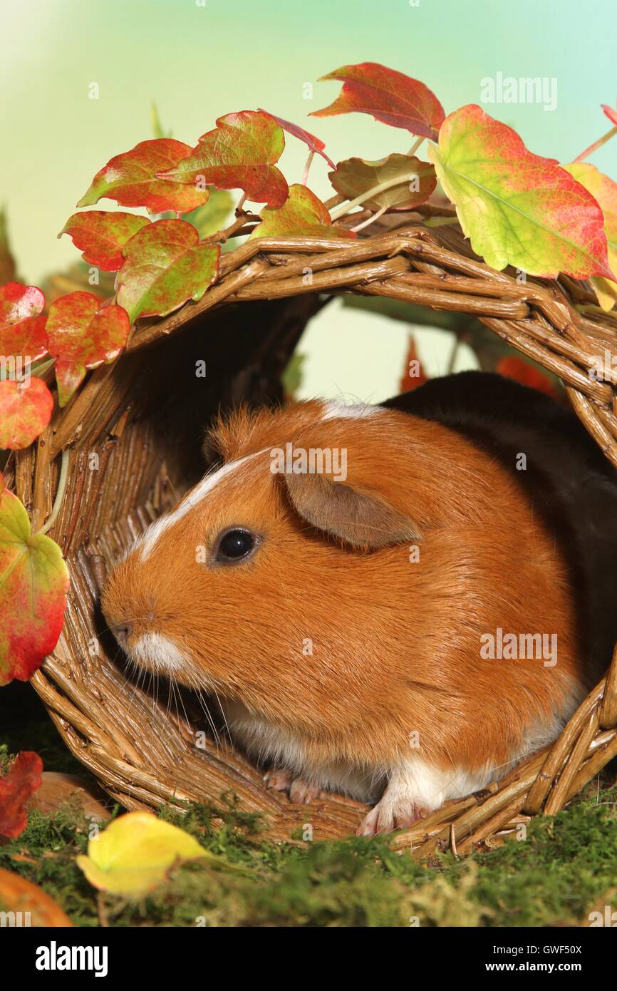 Red haired animals hi-res stock photography and images - Alamy