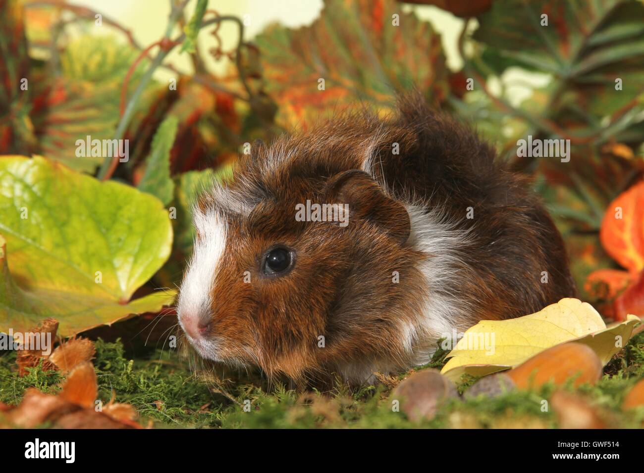 young Abyssinian guinea pig Stock Photo - Alamy