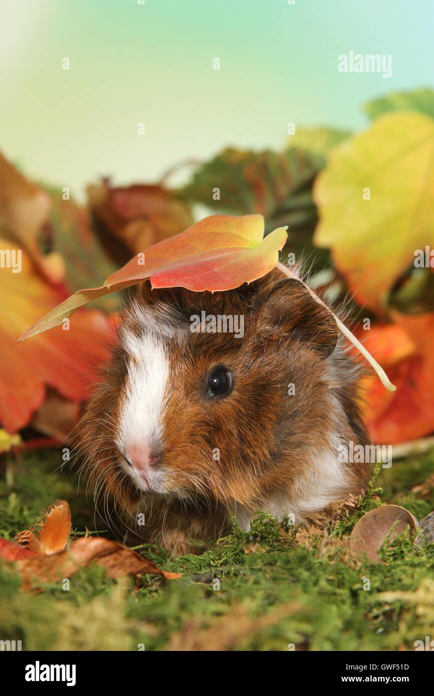 young Abyssinian guinea pig Stock Photo - Alamy