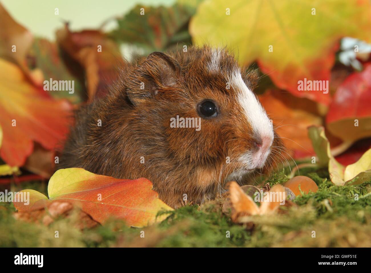 young Abyssinian guinea pig Stock Photo - Alamy