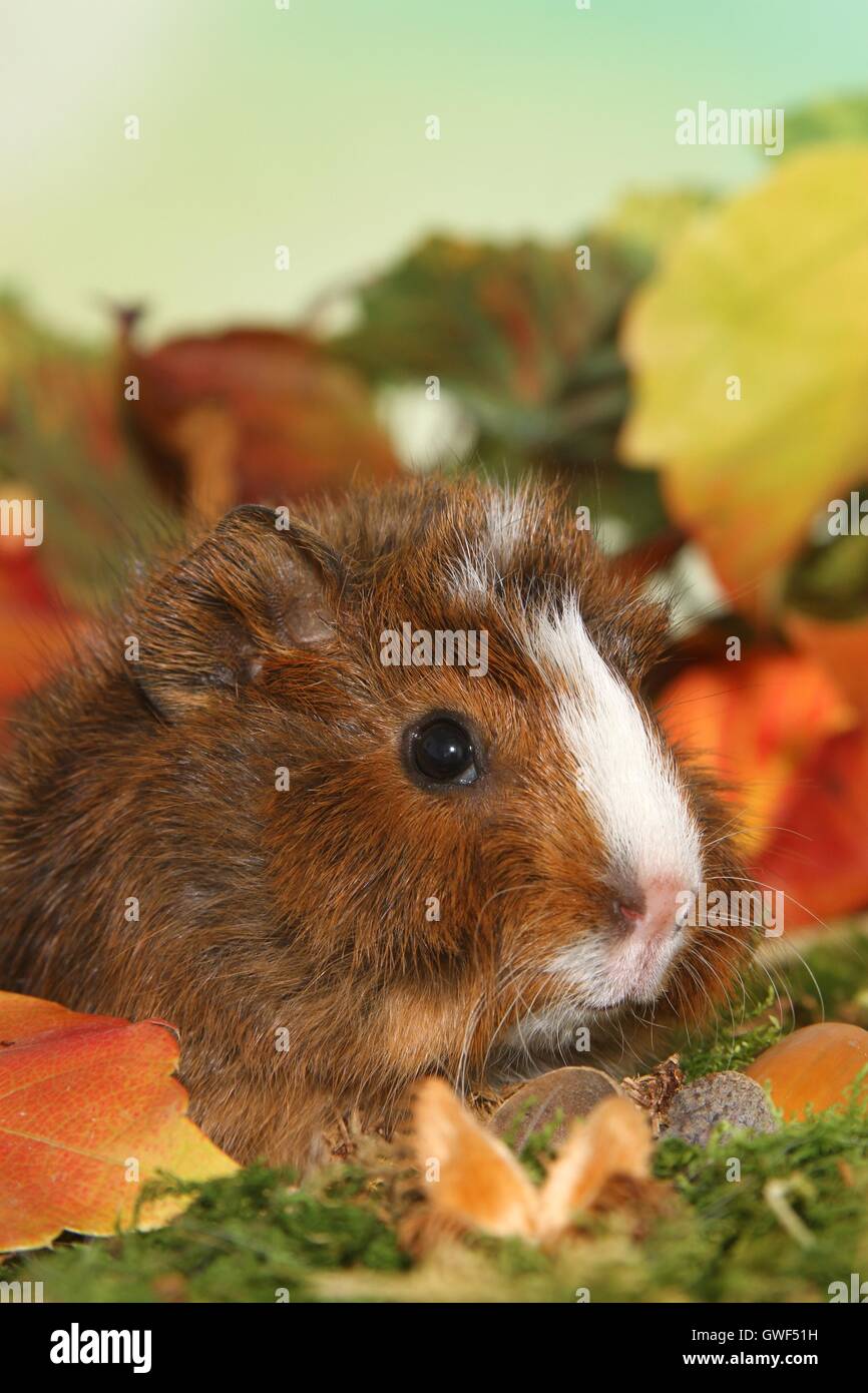 young Abyssinian guinea pig Stock Photo - Alamy