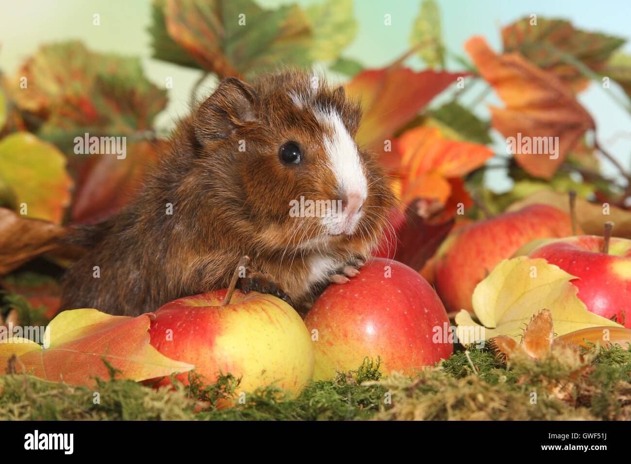 young Abyssinian guinea pig Stock Photo - Alamy