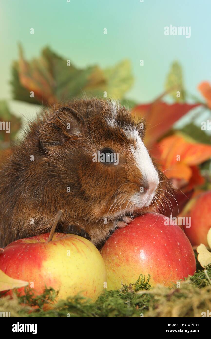 young Abyssinian guinea pig Stock Photo - Alamy