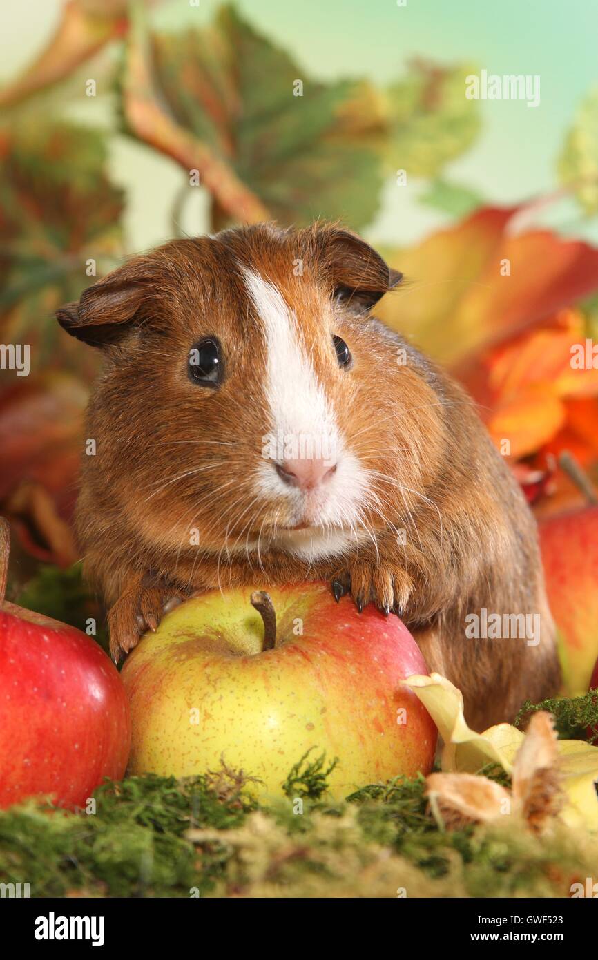 Smooth-haired Guinea Pig Stock Photo - Alamy