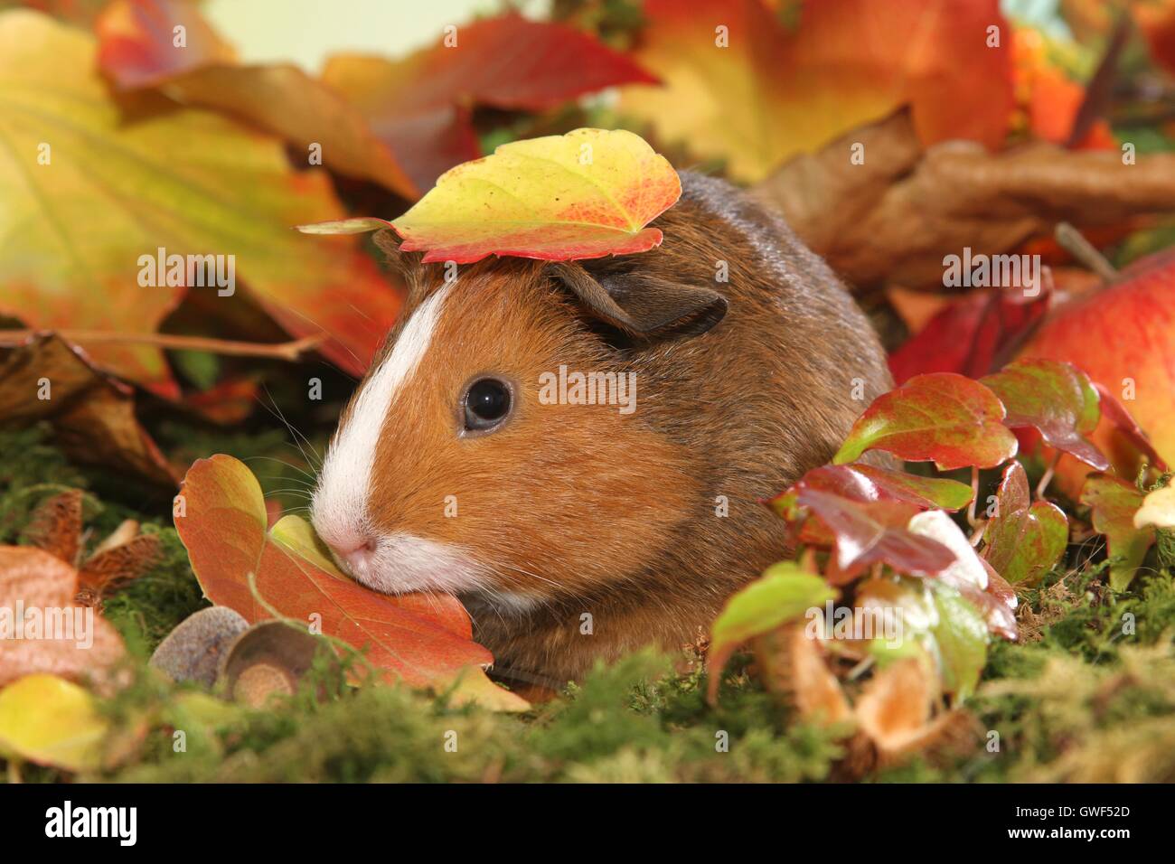 Smooth-haired Guinea Pig Stock Photo - Alamy