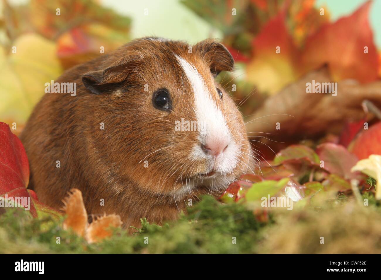 Smooth-haired Guinea Pig Stock Photo - Alamy