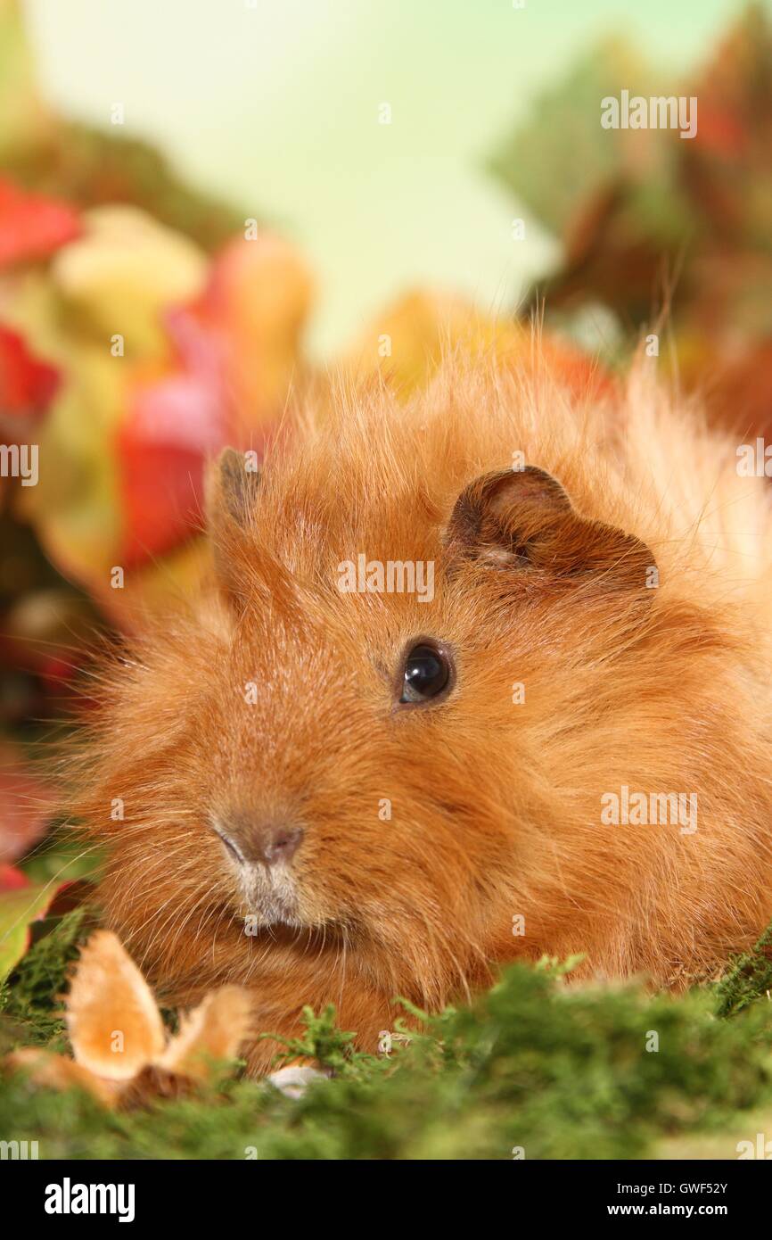 Angora guinea pigs hi-res stock photography and images - Alamy