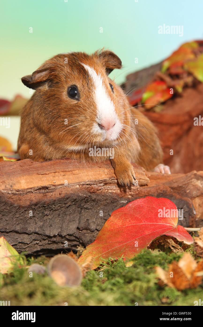 Smooth-haired Guinea Pig Stock Photo - Alamy