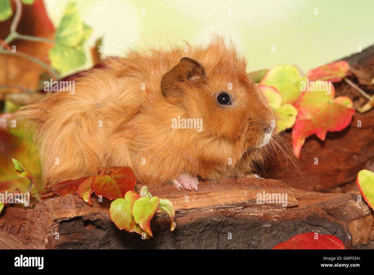 Golden guinea tree hi-res stock photography and images - Alamy
