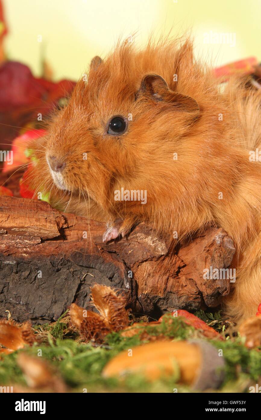 Golden Guinea Trees High Resolution Stock Photography and Images - Alamy