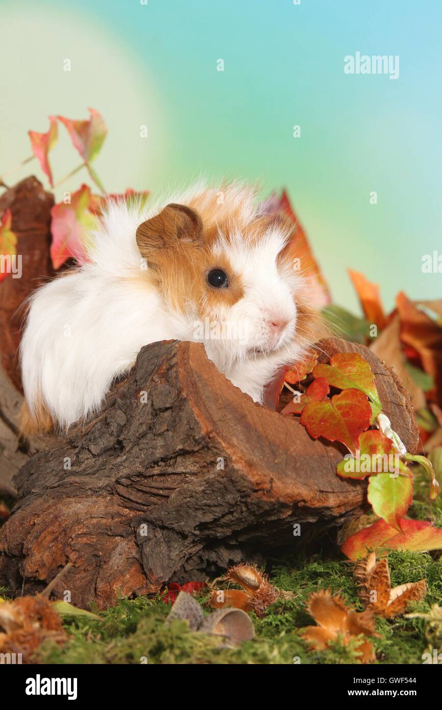 Angora guinea pig hi-res stock photography and images - Alamy