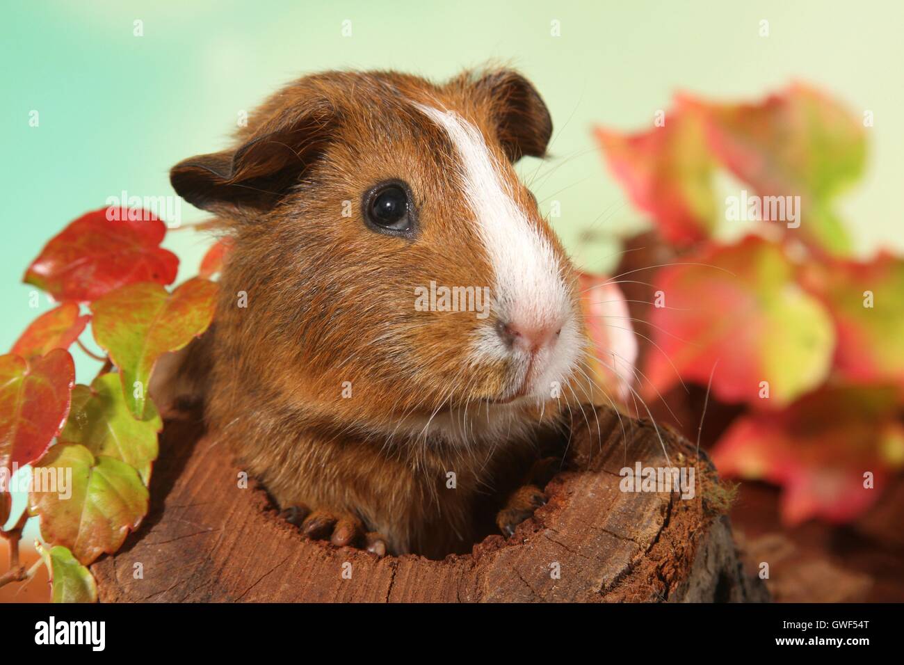 Smooth-haired Guinea Pig Stock Photo - Alamy