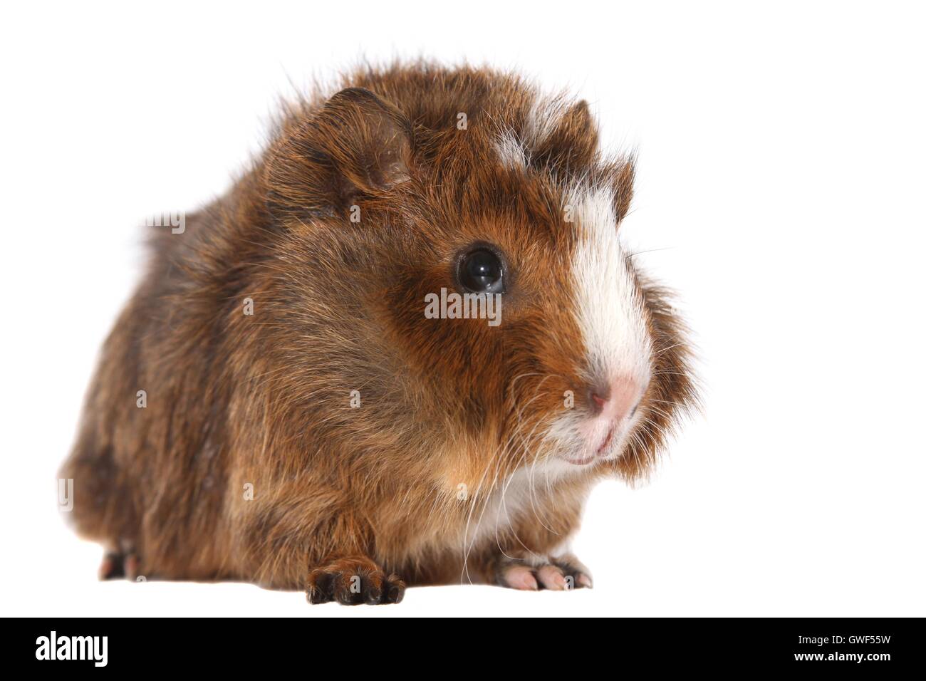 Brown guinea pig Cut Out Stock Images & Pictures - Alamy