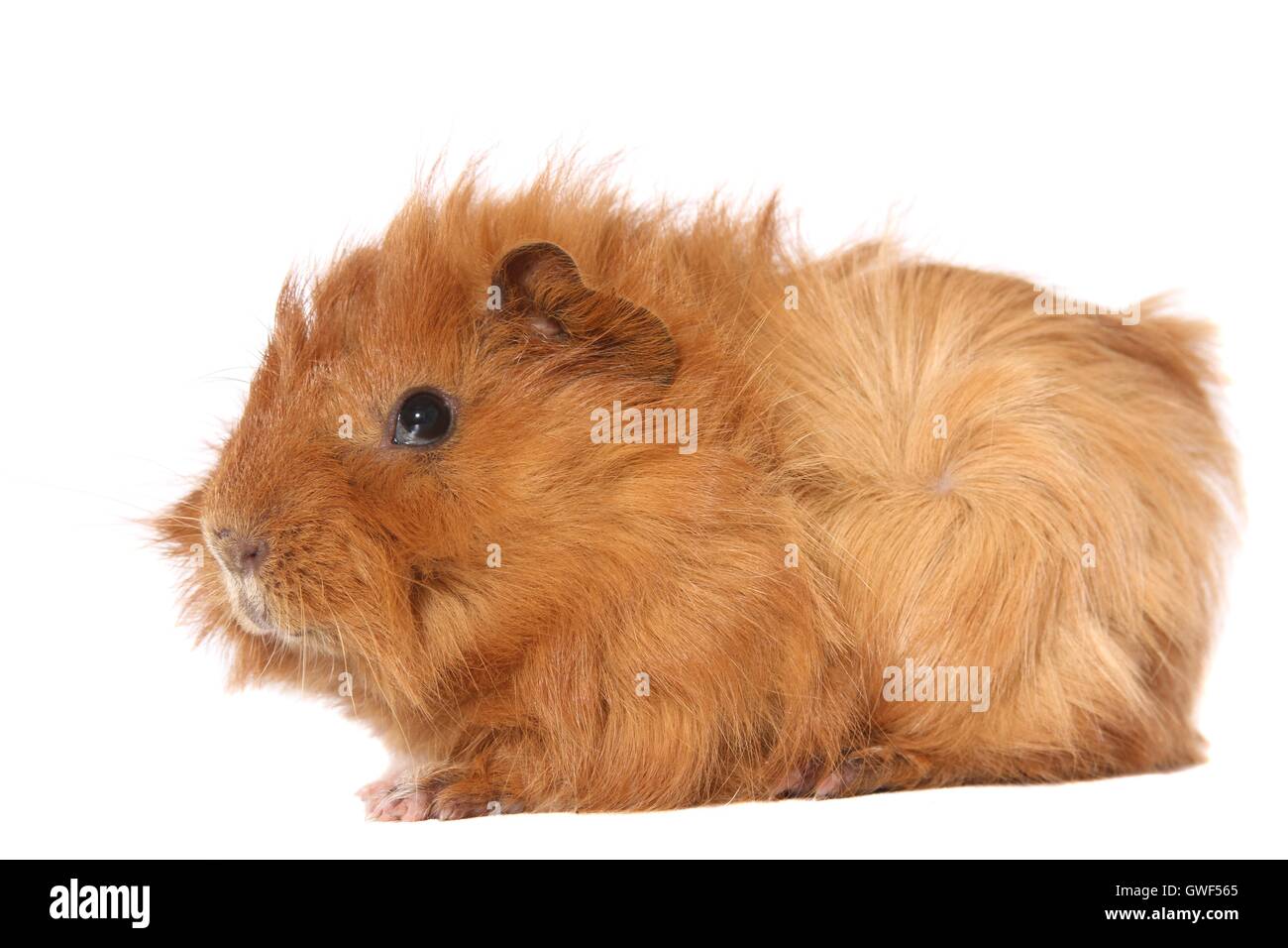 Angora guinea pigs hi-res stock photography and images - Alamy